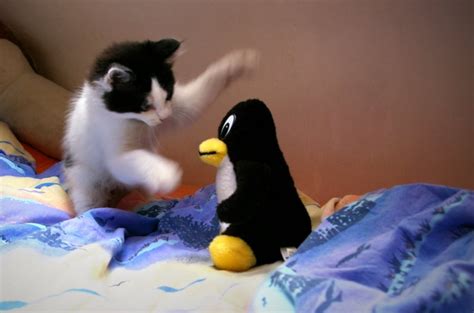 Kernel Linux Un Proyecto En El Que Hasta Una Niña De 4 Años Puede