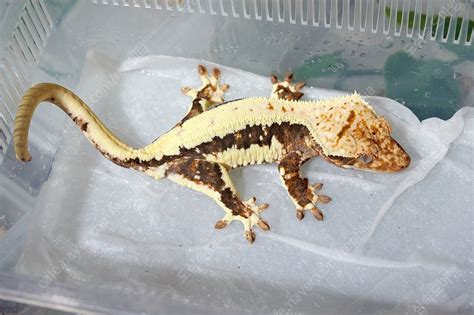 [도심속도마뱀] 릴리화이트 암컷 저렴히 분양중입니다 [준성체~성체]🔥 구로ㆍ신도림ㆍ서울 파충류 샵 네이버 블로그