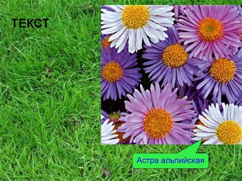 Растения занесённые в Красную Книгу презентация онлайн