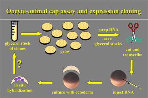 Xenopus Oocyte Maturation