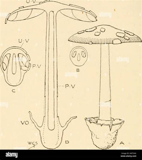 Basidiomycota Diagram