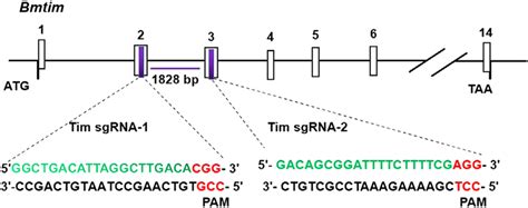 Schematic Diagram Of Single Guide RNA SgRNA Targeting Sites The Download Scientific Diagram
