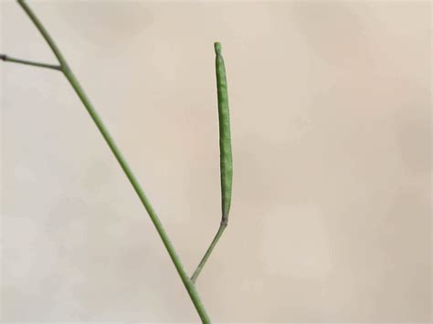 Diplotaxis Muralis Annual Wall Rocket Go Botany