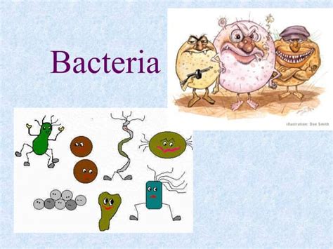 Bacteria Functions Types Classifications Ppt Chemistry Science