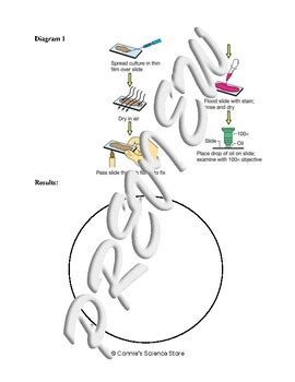Simple Staining Lab For Microbiology With Babe Questions And Answers