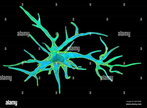 Astrocytes Hi Res Stock Photography And Images Alamy