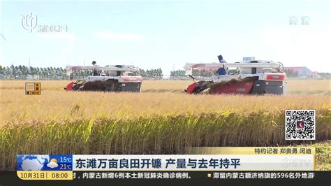 东滩万亩良田开镰 产量与去年持平 凤凰网视频 凤凰网