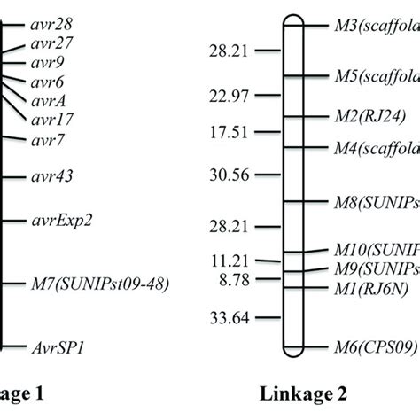 Linkage Map Constructed With Avirulence Genes And Ssr Markers Avr Download Scientific