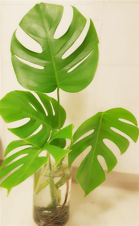 인테리어 화분 몬스테라 키우기 수경 재배 가능한 식물 네이버 블로그