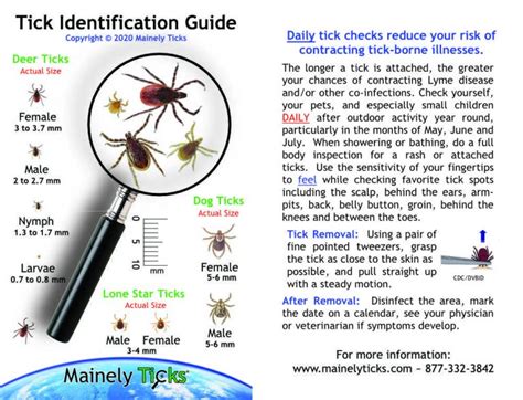 Order Mainely Ticks