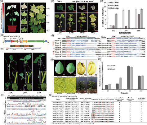T2tcotton Hub T2t Genome Of High Efficient Regenerated Cotton
