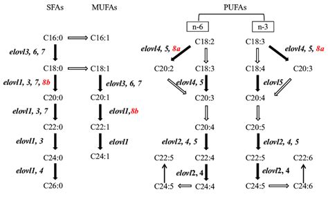 The Schematics Of Biosynthesis Pathways Of Fatty Acid Synthesis In