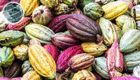 Mexican Cocoa Quality And Flavor That Captivates The Market Confitexpo Informa