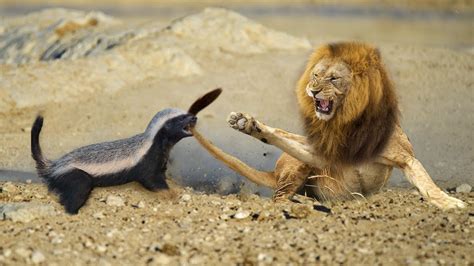 Honey Badger Humiliates Lions 10 Battles Creating Great Name Of Honey