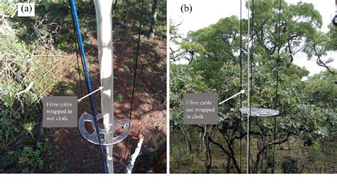 Figure 4 From Phenophase Based Comparison Of ﬁeld Observations To