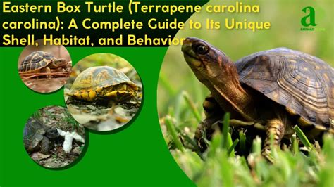 Eastern Box Turtle Characteristics Habitat Behavior And Reproduction