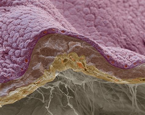 Amniotic Sac Sem Stock Image C056 2263 Science Photo Library