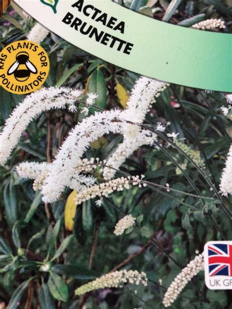 Actea Brunette Plant Shop