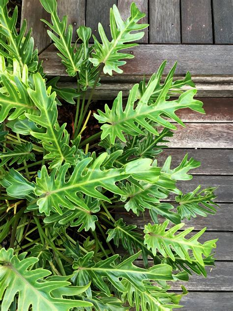 Philodendron Xanadu Philodendron Xanadu Leaves Leucadendron