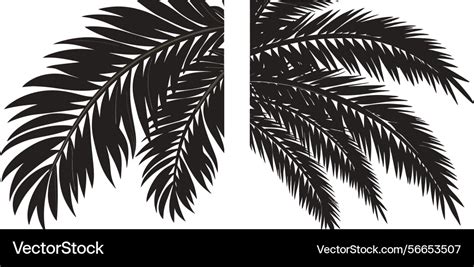 Silhouette Of Palm Tree Fronds In Black And White Vector Image