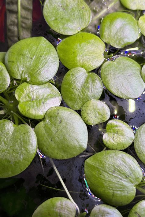 Limnobium Laevigatum Care Guide Amazon Frogbit
