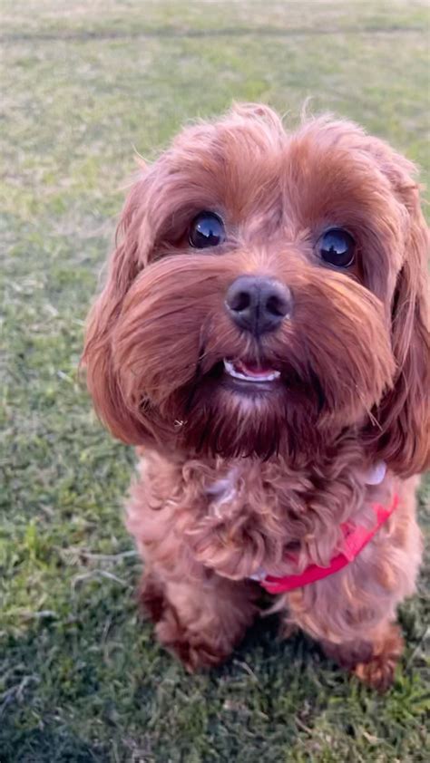 Princessruby Therealprincessruby • Instagram Photos And Videos