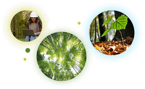 Project Objectives Informa Forests