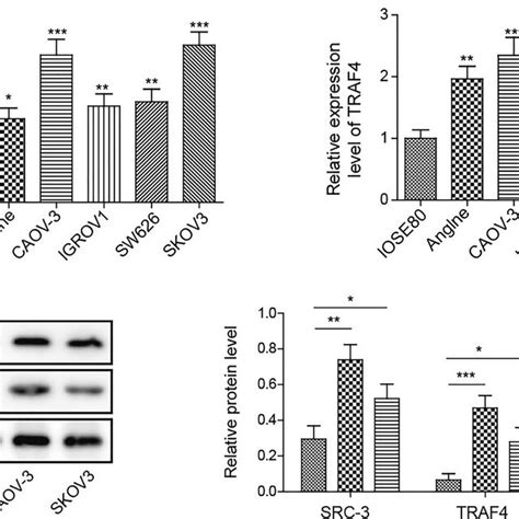 src 3 and traf4 were upregulated in ovarian cancer cells a the mrna