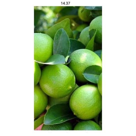 Jual Jeruk Nipis Trowulan Kg Shopee Indonesia