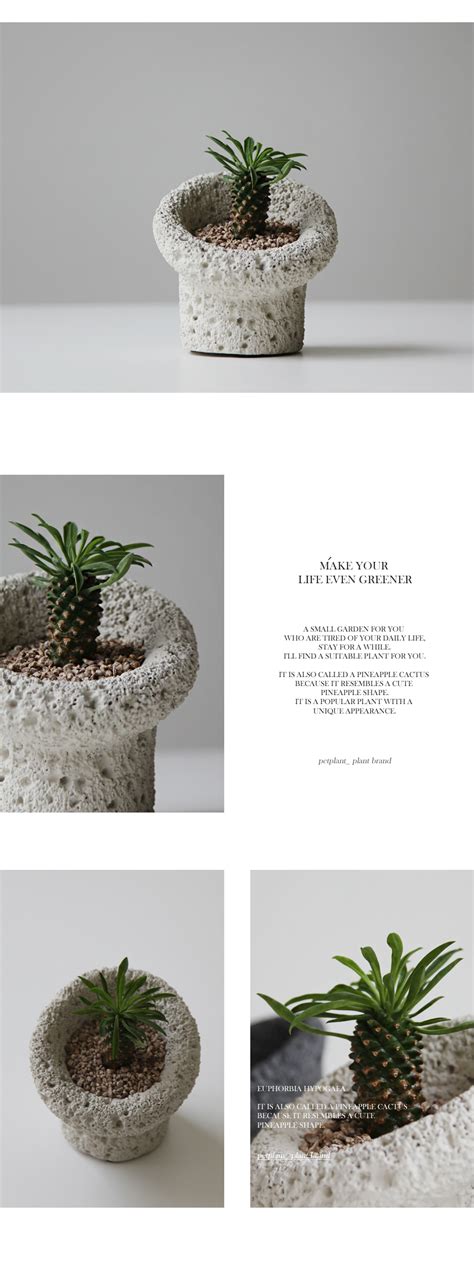 괴마옥 파인애플선인장 테라스톤 화분 감도 깊은 취향 셀렉트샵 29cm