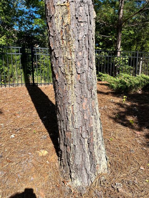 Pine Tree Time To Cut It Down