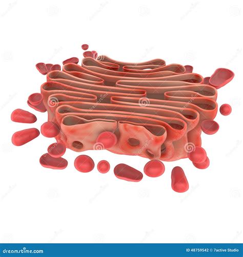 Golgi Apparatus Stock Illustration Image 48759542