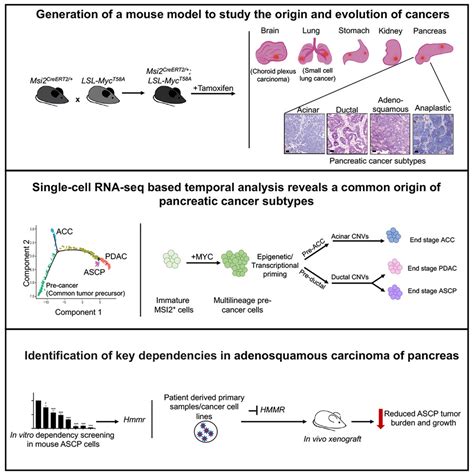 Single Cell Mapping Identifies Msi Cells As A Common Origin For
