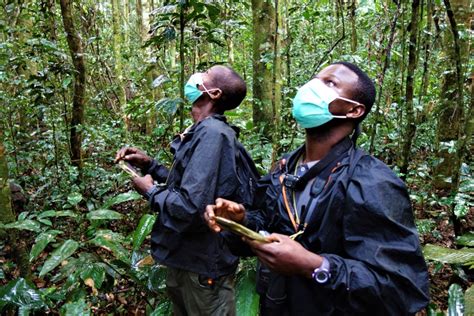 Donate To Bonobo Conservation Initiative