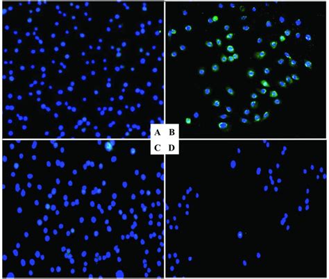 Immunofluorescent Staining Of Cd133 In Cells Compared With The