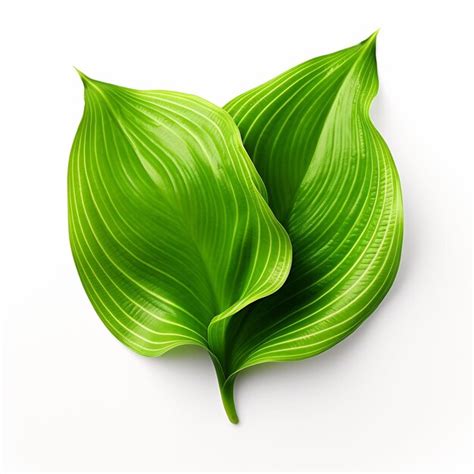 Premium Ai Image Isolated Of A Broad Hosta Leaf With Green Veins On