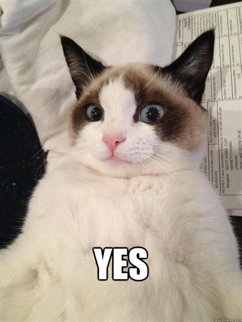 Yes Grumpy Cat Meme