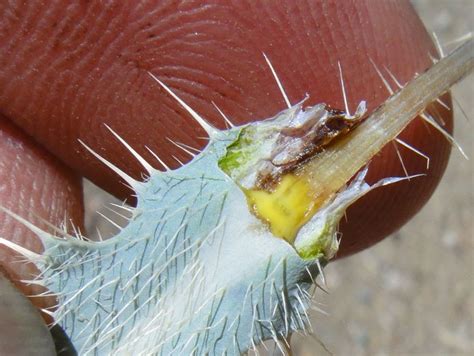 Chicalote Photos Page 1