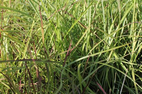 Ozdobnice čínská Ruby Cute Miscanthus Sinensis Ruby Cute