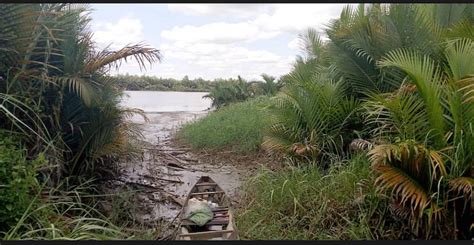 Niger Delta Mangroves In ‘grave Danger From Oil Spills Poverty Invasive Species South