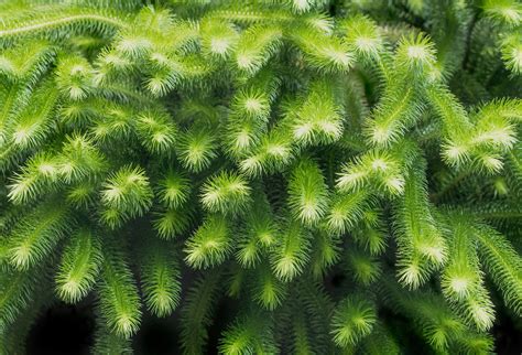 Lycopodium