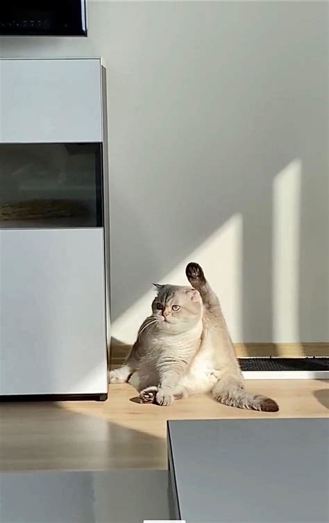 Миса и Лёлик 😺😸 (@misalelik) • Threads, Say more