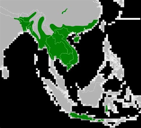 Burmese Python Facts Diet Habitat And Pictures On Animaliabio