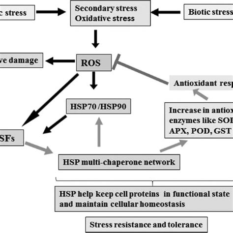 Scheme Of The Hsp Transcriptional Regulation Illustrating Hsfs