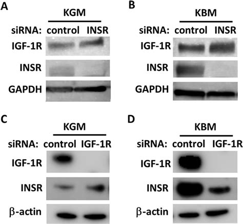 Homodimeric Insr Controls Igf 1r Expression A Htcepi Cells Treated Download Scientific