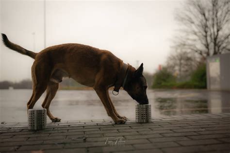 Scent Detection Für Hunde Scent Detection Ausbildung Für Hundetrainer