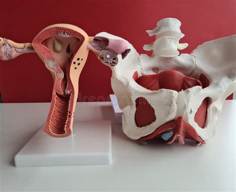 Anatomy Of Pelvis Of Woman Gynecology Of Uterus And Pelvic Bones Stock
