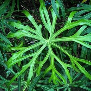 Anthurium Pedatoradiatum Fingers Garden Center Marketing