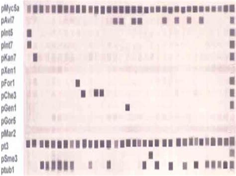 Multiplex Pcr Reverse Cross Blot Hybridization Assay Result Line 1 M Download Scientific