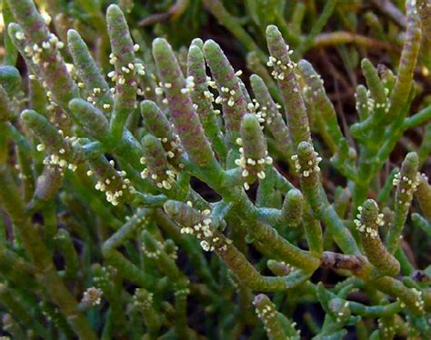 Salicornia Pacifica Pickleweed Native Here Nursery